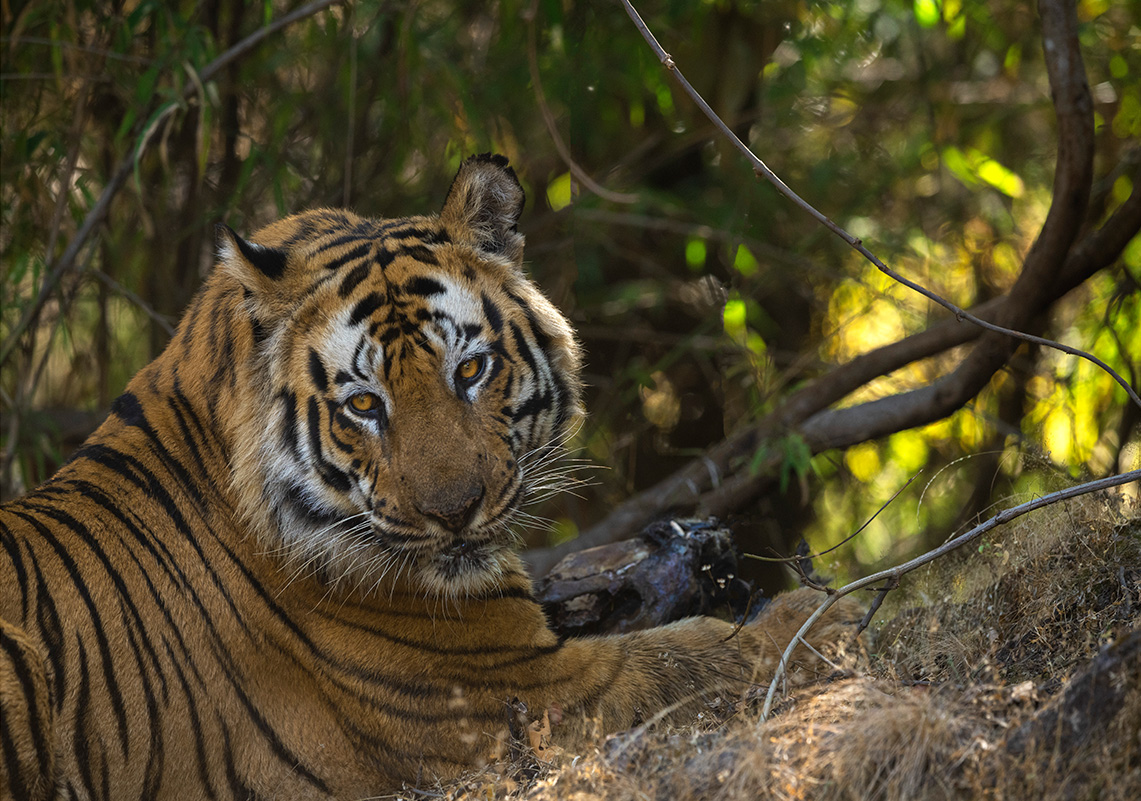 Magical Bandhavgarh – Summer Edition. - Wilderness Uncut