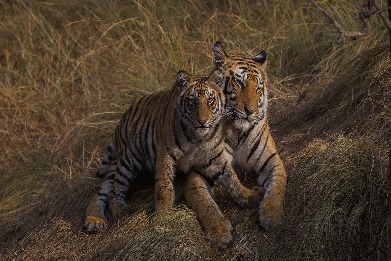 Temple of tigers - Wilderness Uncut