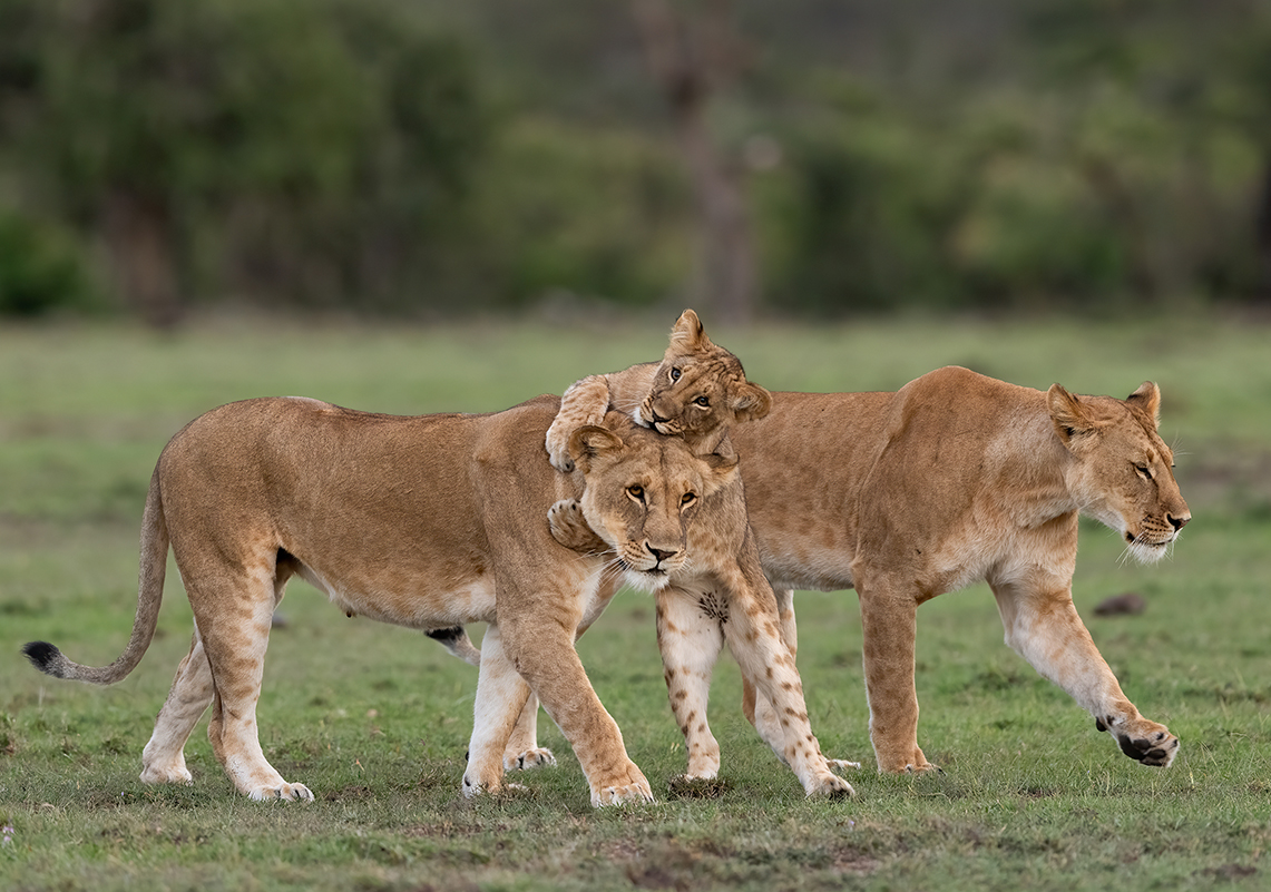 Magical kenya 2025 - Wilderness Uncut