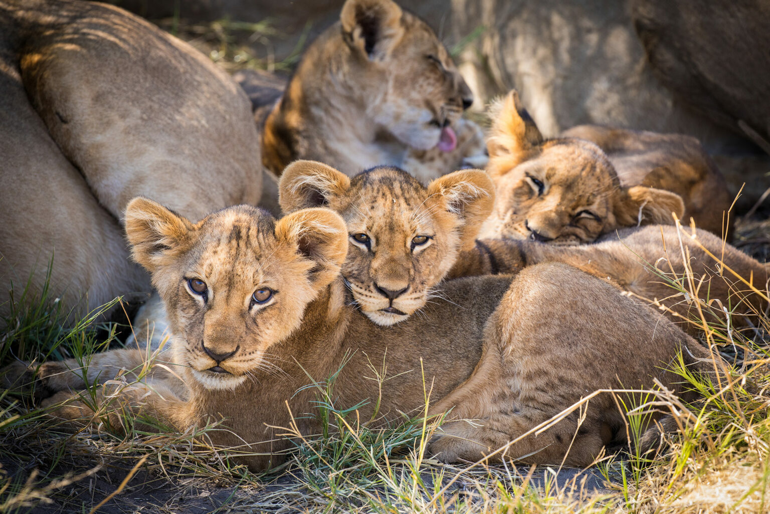 Selinda camp - Wilderness Uncut