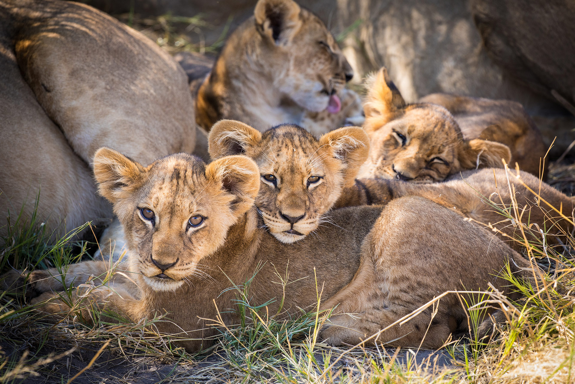 Selinda camp - Wilderness Uncut