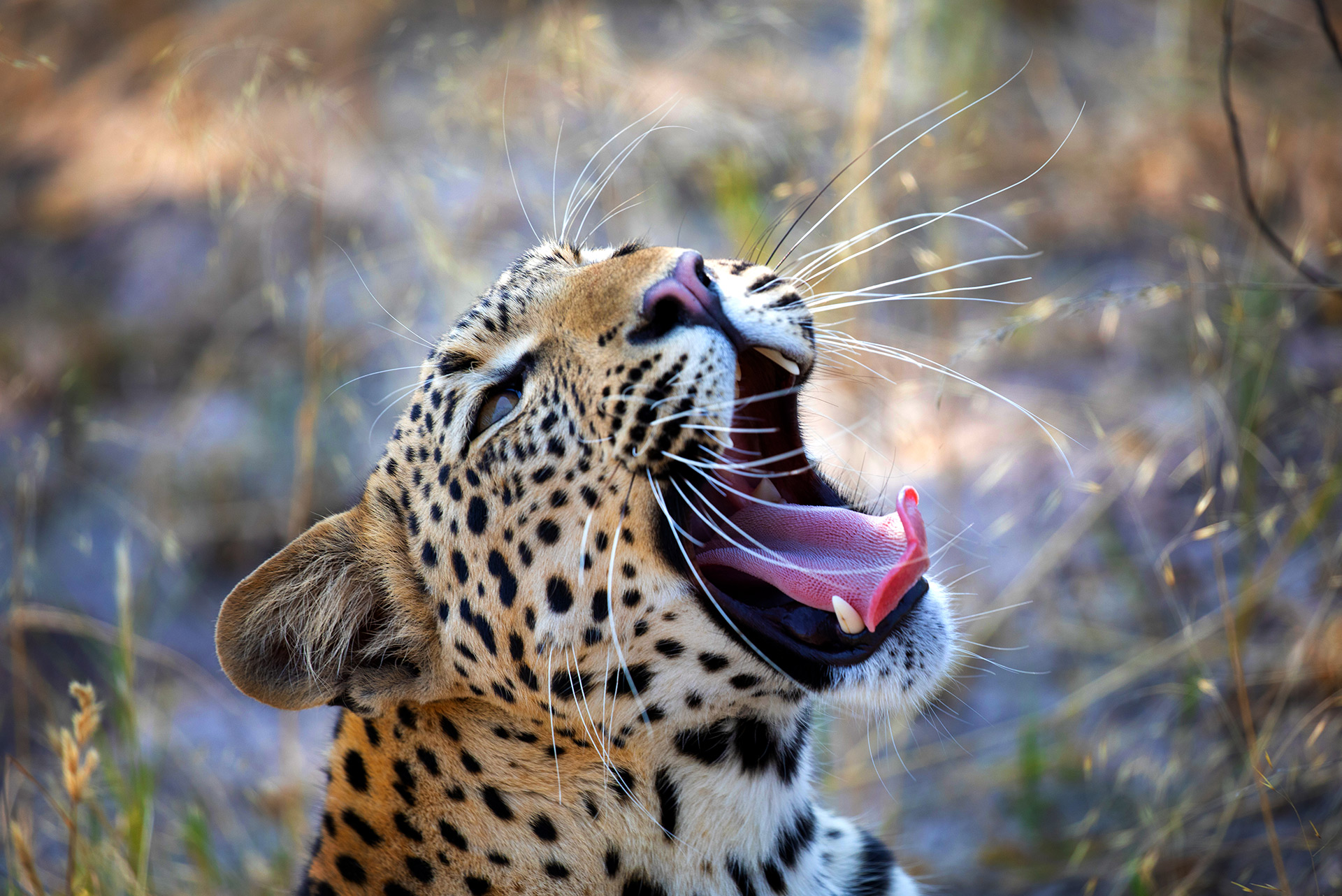 Selinda Explorers Camp: Authentic Luxury Safari in Botswana’s Selinda ...