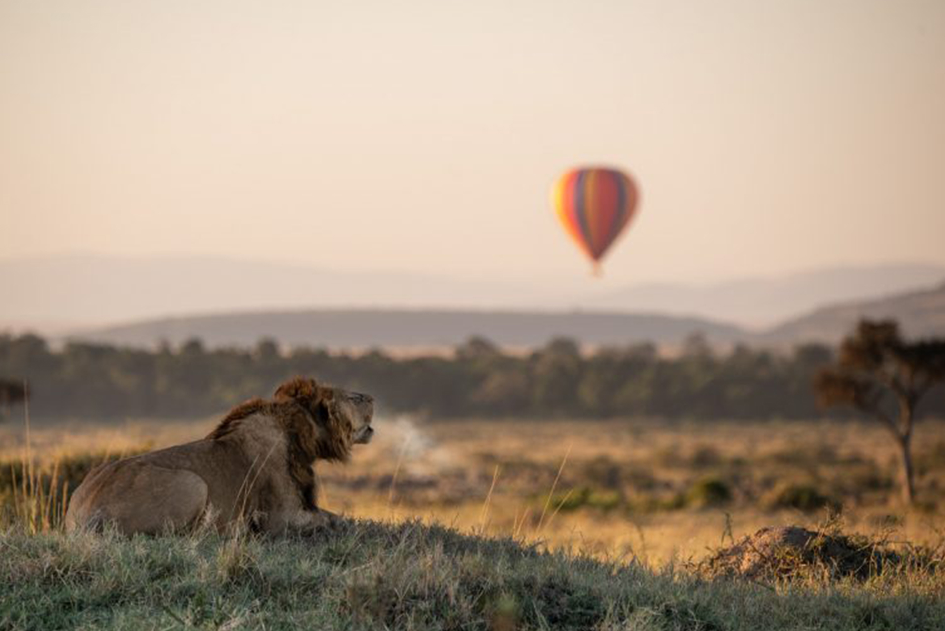 Angama Mara - Wilderness Uncut