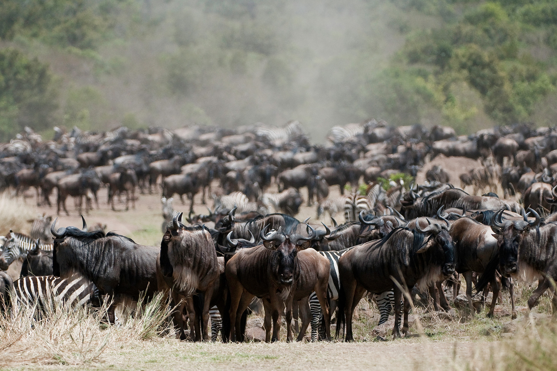 Mara Expedition Camp: Exclusive Safari Experience in Kenya’s Maasai ...