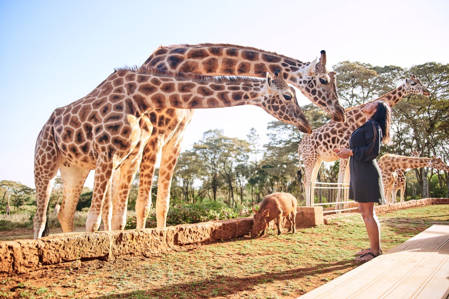 Giraffe Manor Hotel Nairobi – Luxury Safari Stay with Giraffe Encounters
